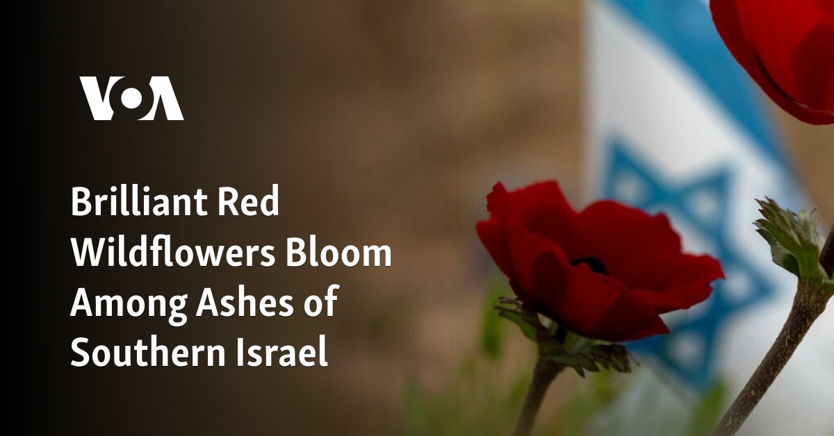 Brilliant Red Wildflowers Bloom Among Ashes of Southern Israel