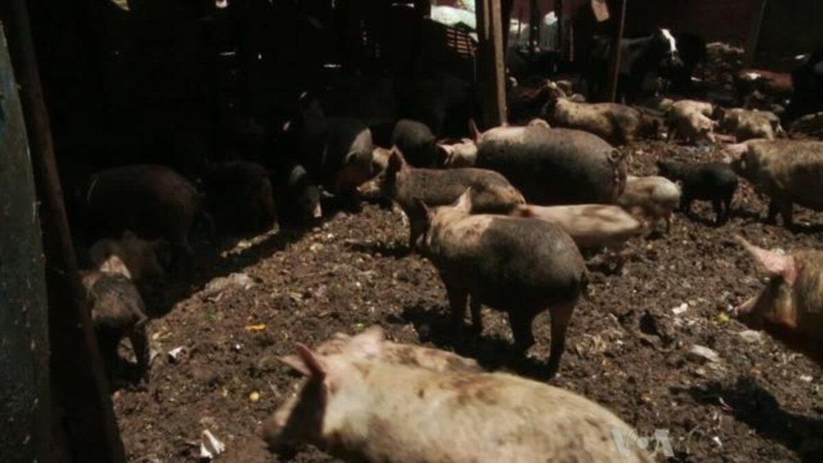 The Secret Life of Egyptian Pigs