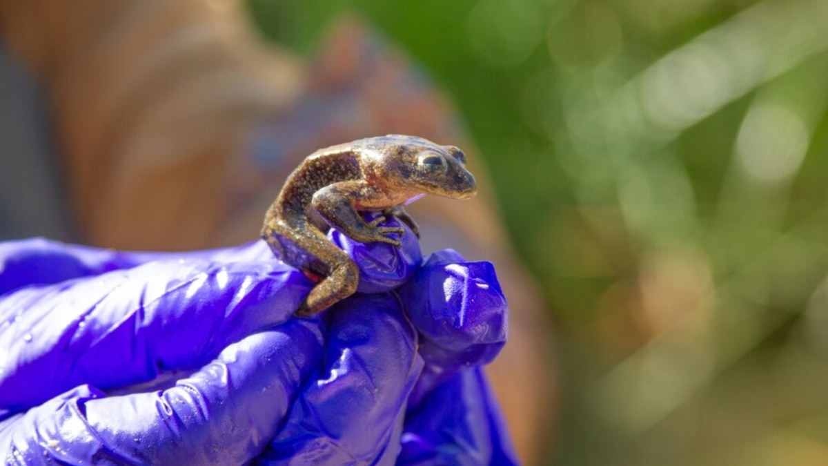 Rescue Team in Chile Saves Last Known Surviving Water Frog Species