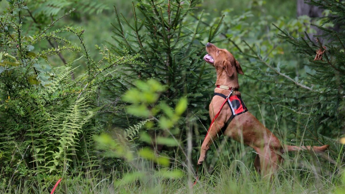 Dogs Smell Out Dangerous Plant Invaders