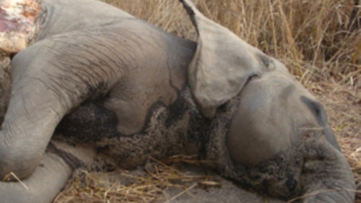 Poachers Slaughter Chad Elephants