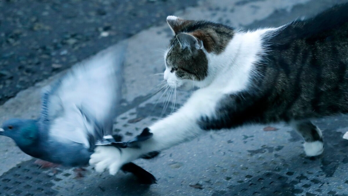 UK s Chief Mouser Celebrates 10 Years On The Prowl