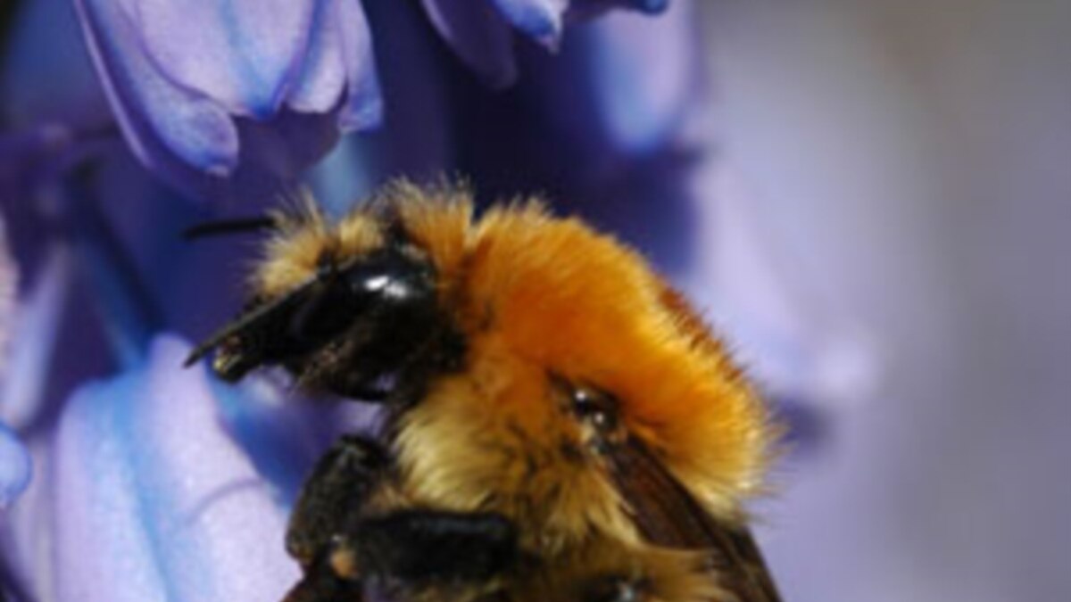 New Findings About Loss of Bees