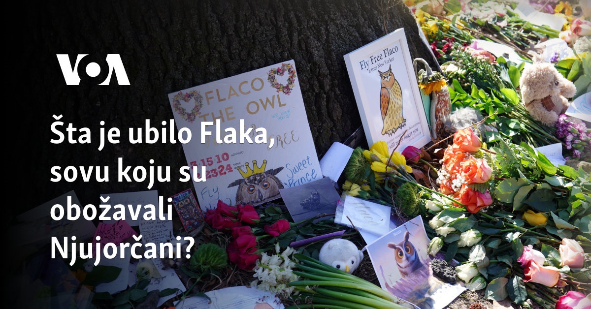 Šta je ubilo Flaka, sovu koju su obožavali Njujorčani?