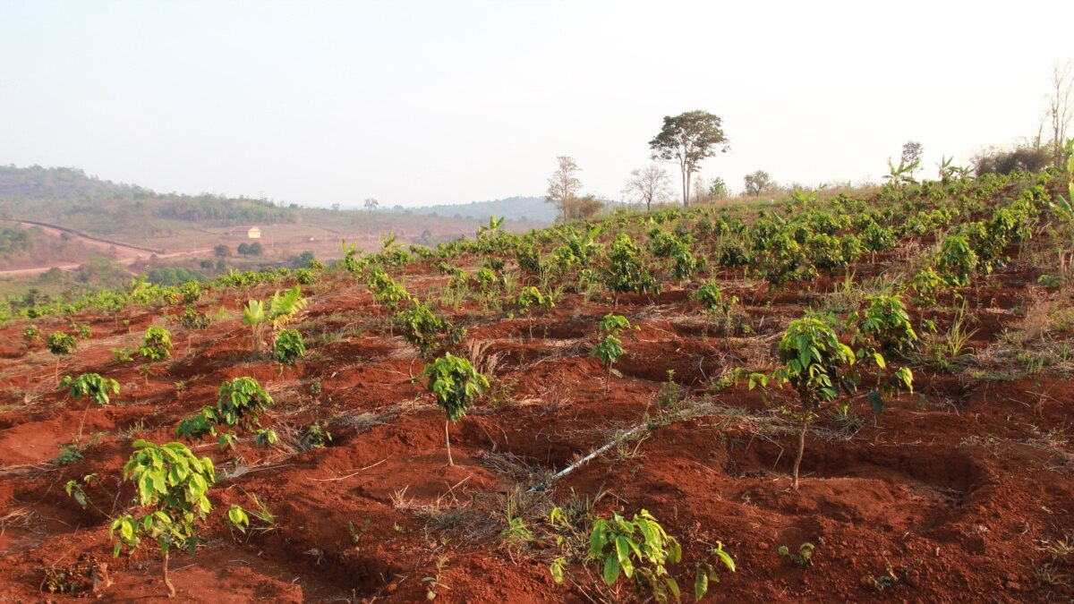 Angola prevê aumentar produção de café com investimento privado