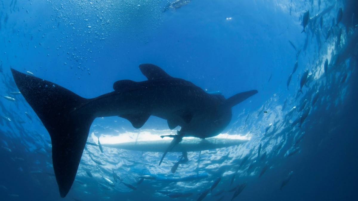 Deux touristes tuées par un requin en Égypte