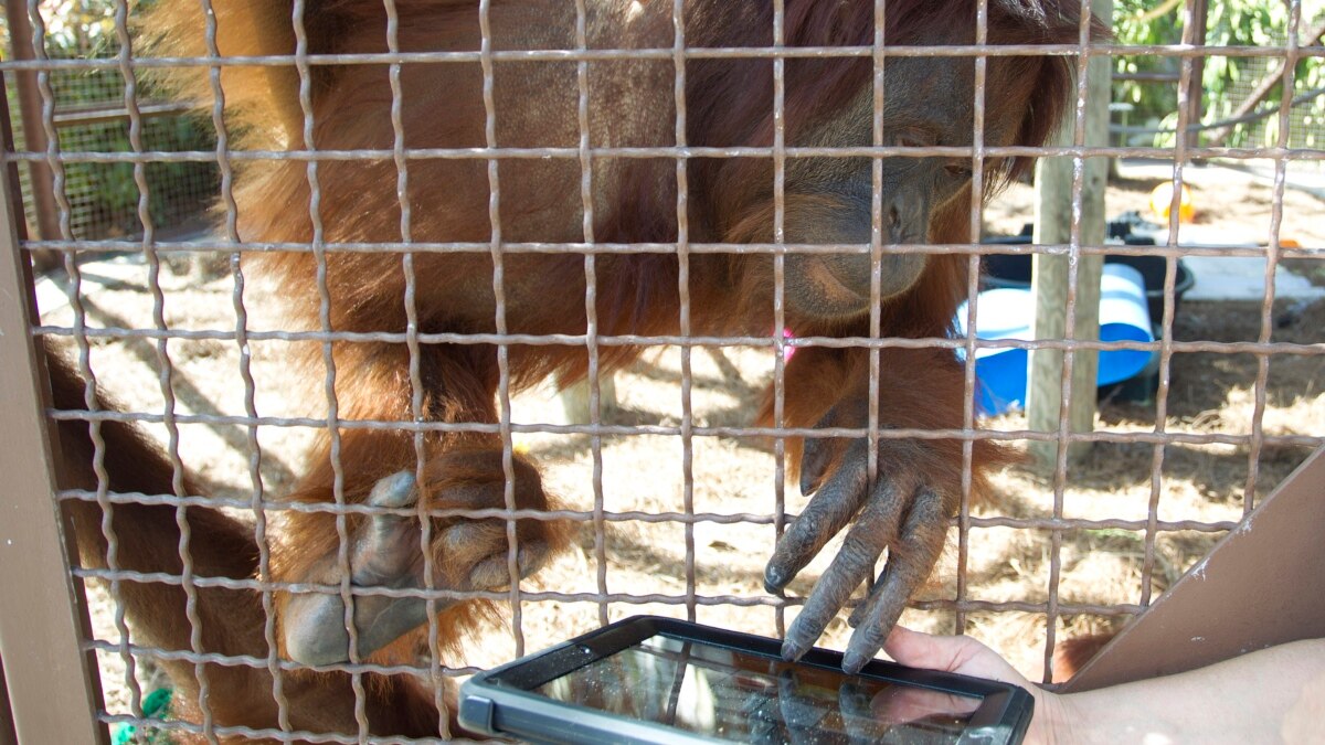 Animals Use Computer Touch Screens in Research and for Fun