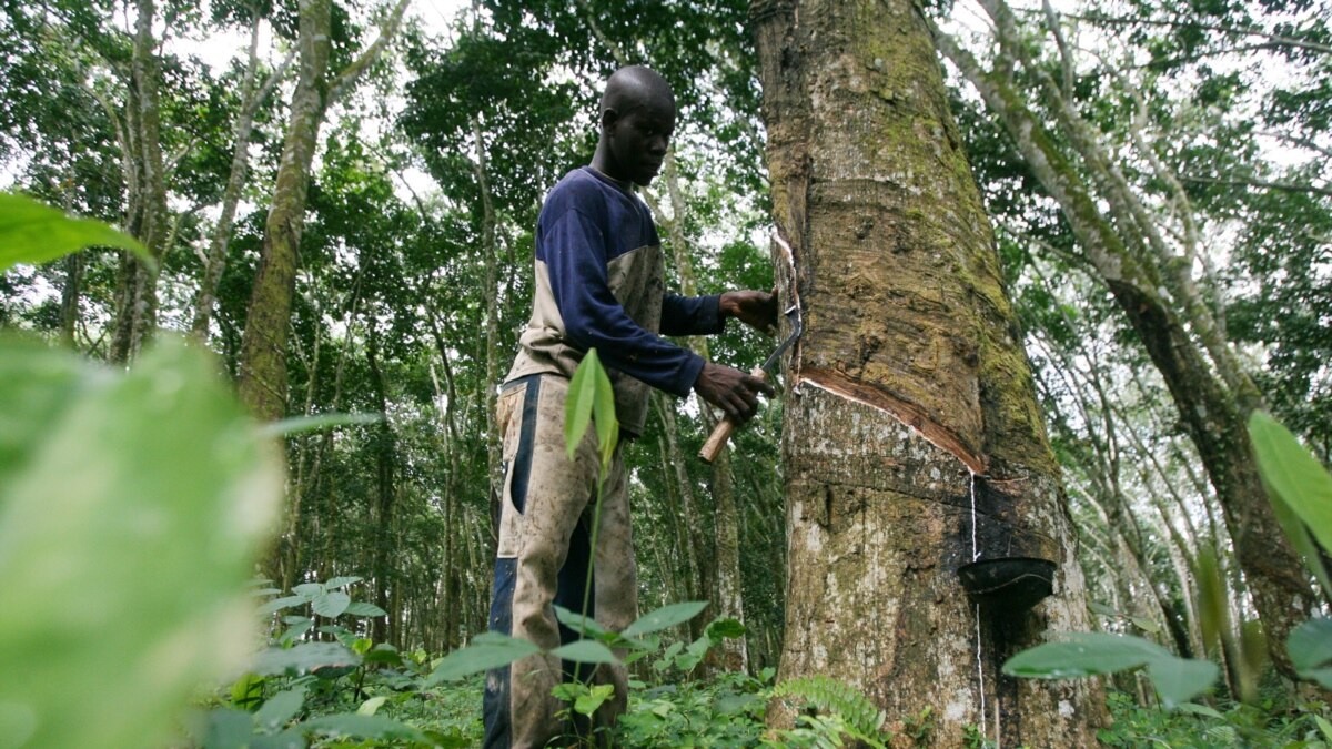 Greenpeace dénonce les ravages d'une plantation d'hévéas au Cameroun