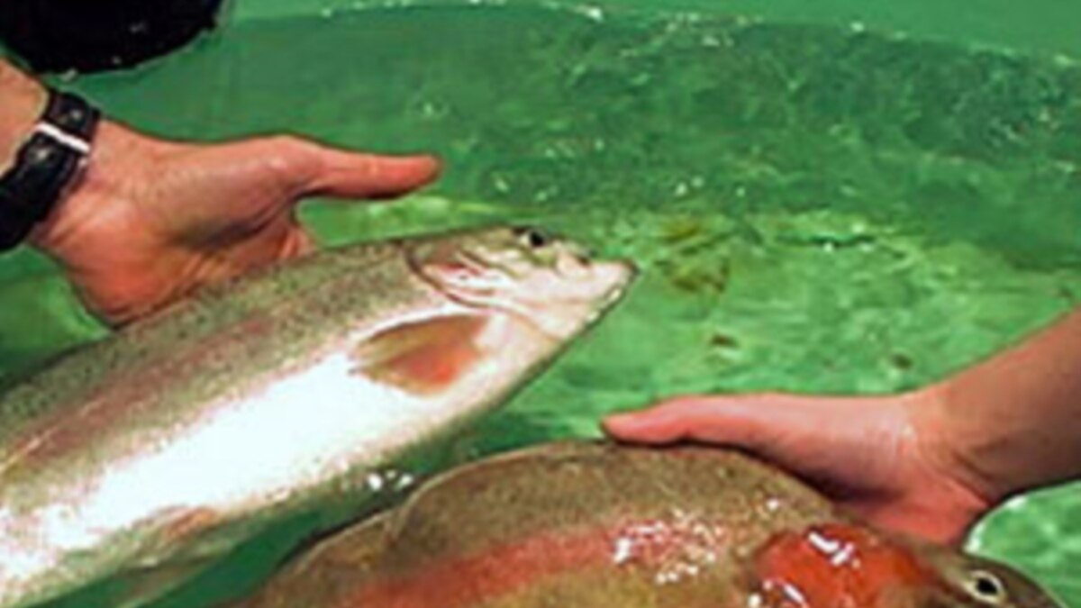 Genetically-Modified Rainbow Trout Could Boost Aquaculture