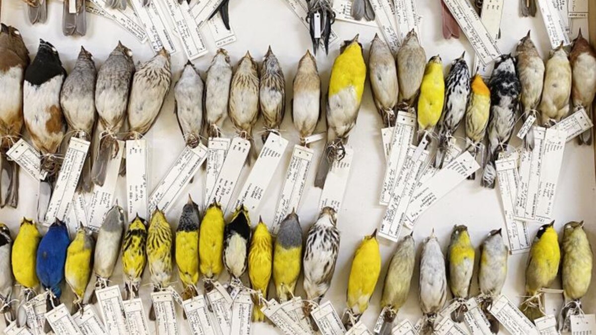 Study: Climate Change May Be Causing Smaller American Birds