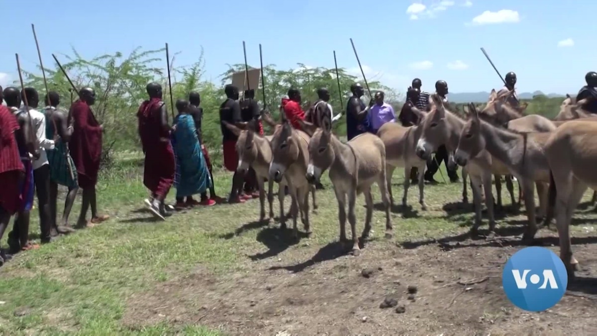 Kenya Donkey Keepers Protect Animals from Slaughter for Medicine