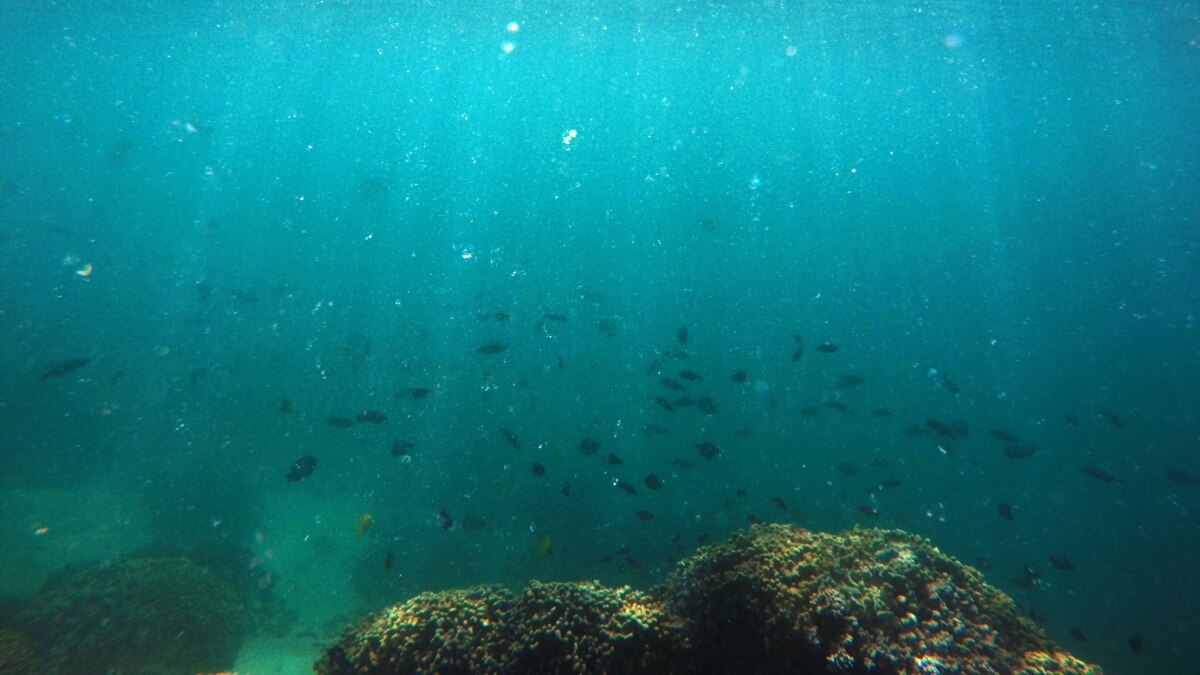 Officials in Hawaii Create Nursery for Fast-growing Coral