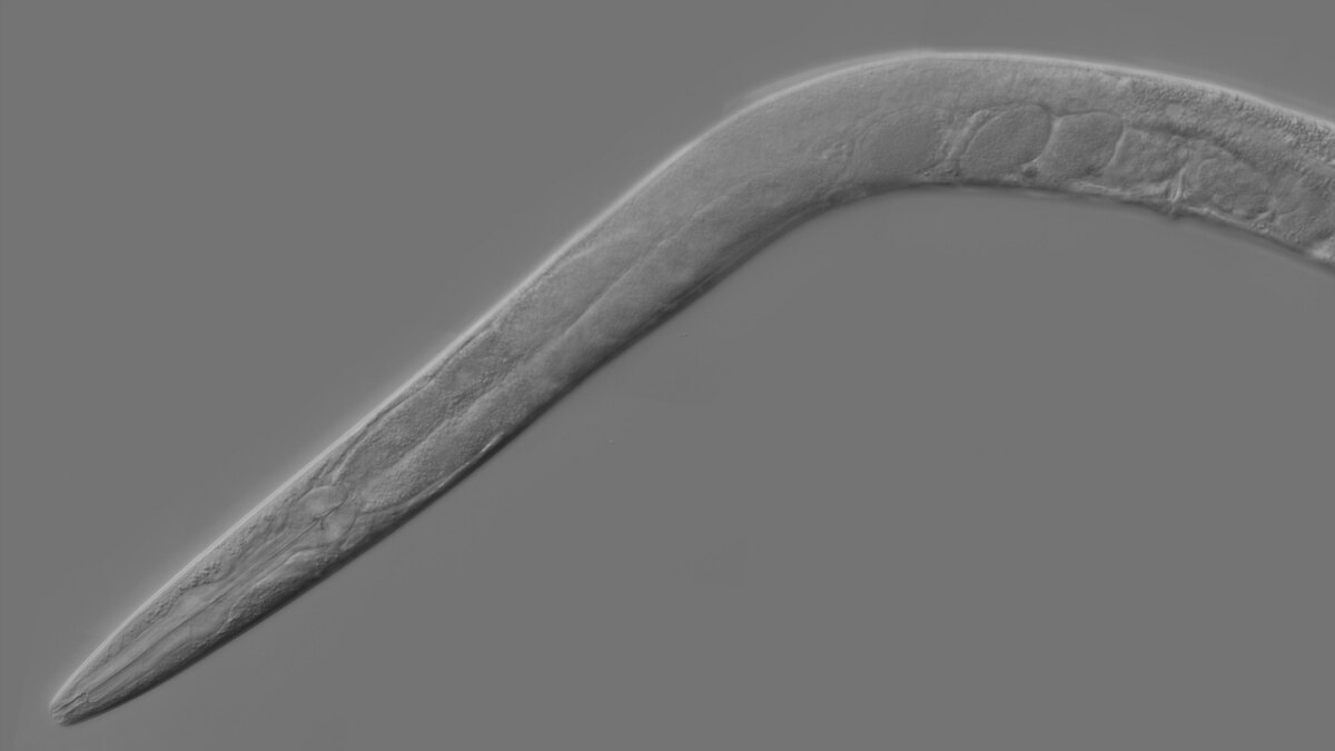 Mutant Worm Could Help Fight Alcoholism