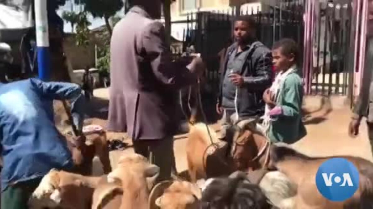 Jala Bultii Ayyaana Qiillee - Magaala Amboo