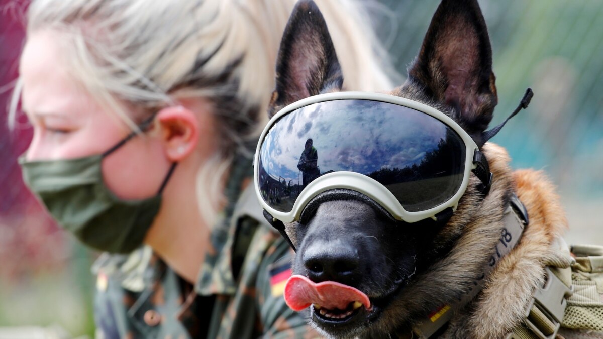 Dogs Can Identify COVID-19