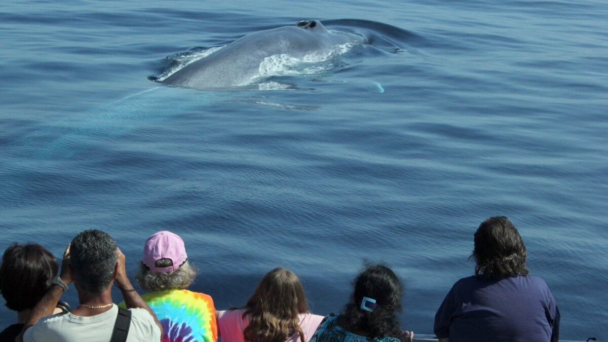 Protecting Endangered Whales