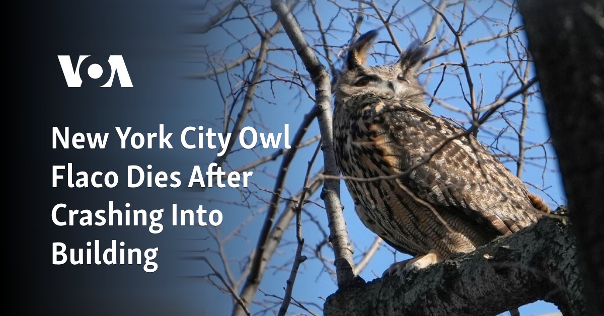 New York City Owl Flaco Dies After Crashing Into Building