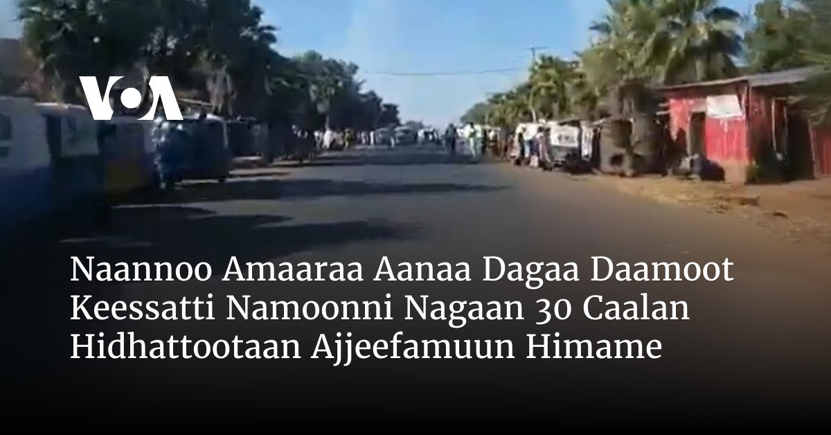 Naannoo Amaaraa Aanaa Dagaa Daamoot Keessatti Namoonni Nagaan 30 Caalan ...