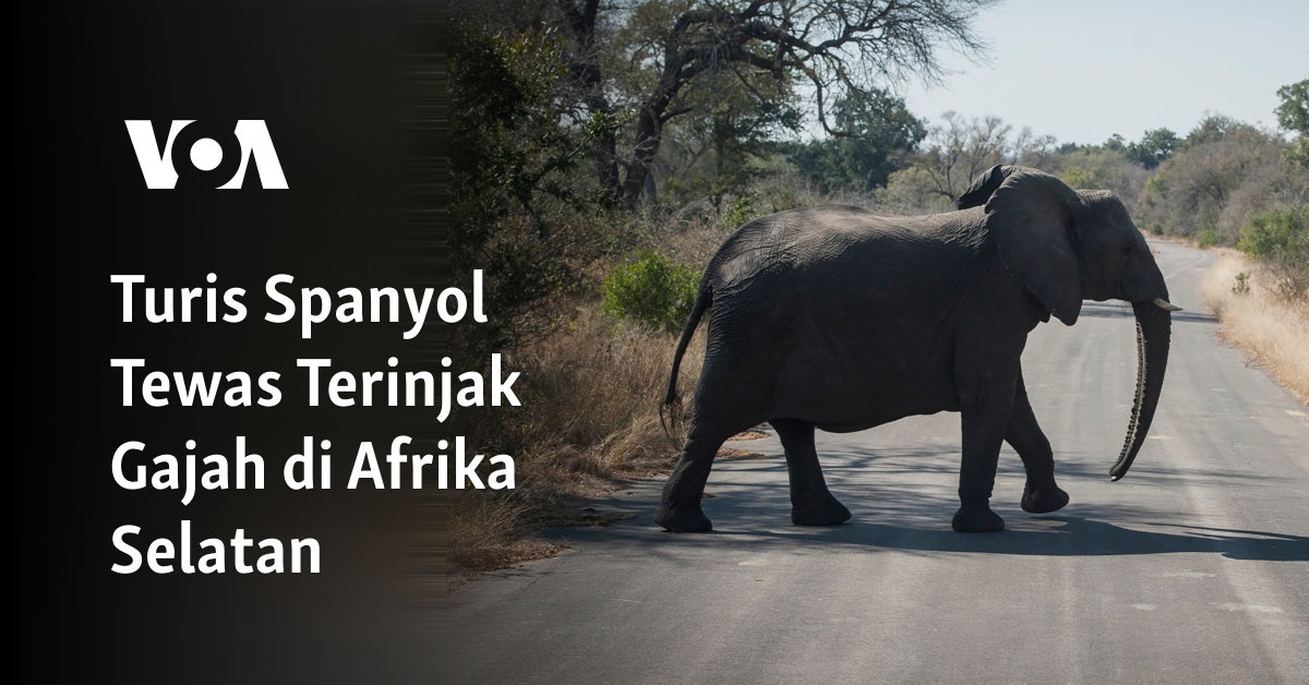 Turis Spanyol Tewas Terinjak Gajah di Afrika Selatan