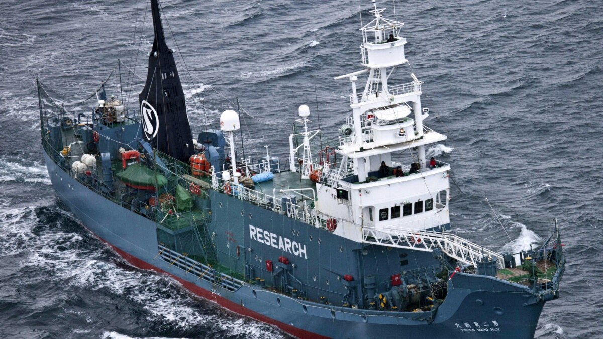 Australia Launches New Protest Against Japanese Whale Hunt