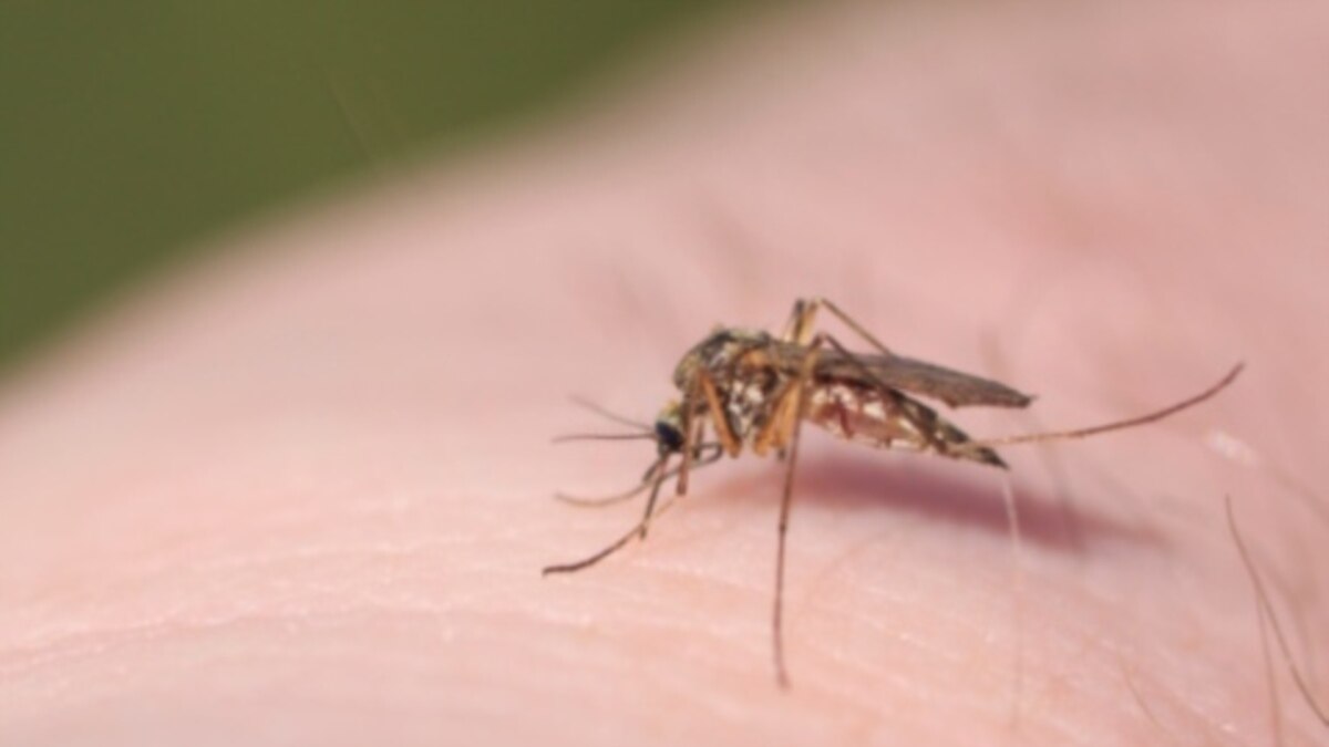 Taiwan Grapples with Record Outbreak of Dengue Fever