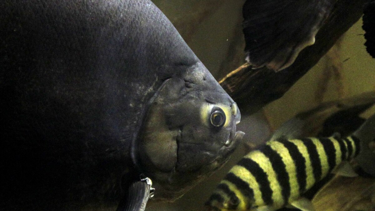Pez ‘corta testículos’ desata temor en Illinois