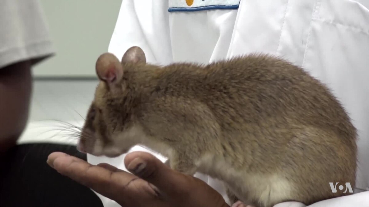 Tanzanian Rats Help in Identifying Tuberculosis