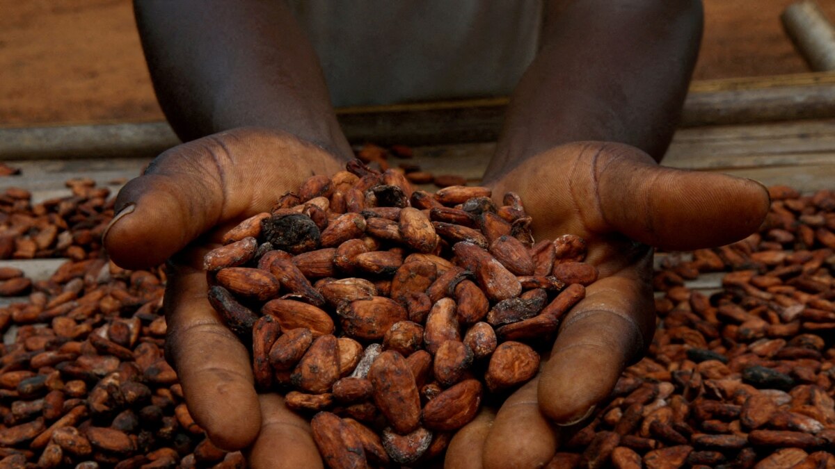 Cocoa Prices Spike Amid Climate Threats