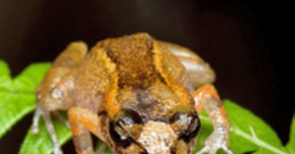 Frogs Hang On in Haiti