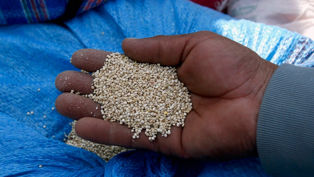 Genetic Study May Make Ancient Inca's Quinoa a Grain of the Future