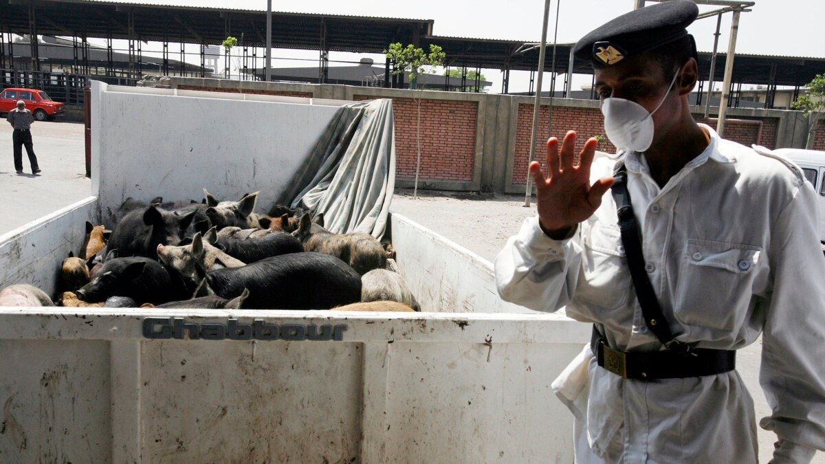 Secret Life of Egyptian Pigs