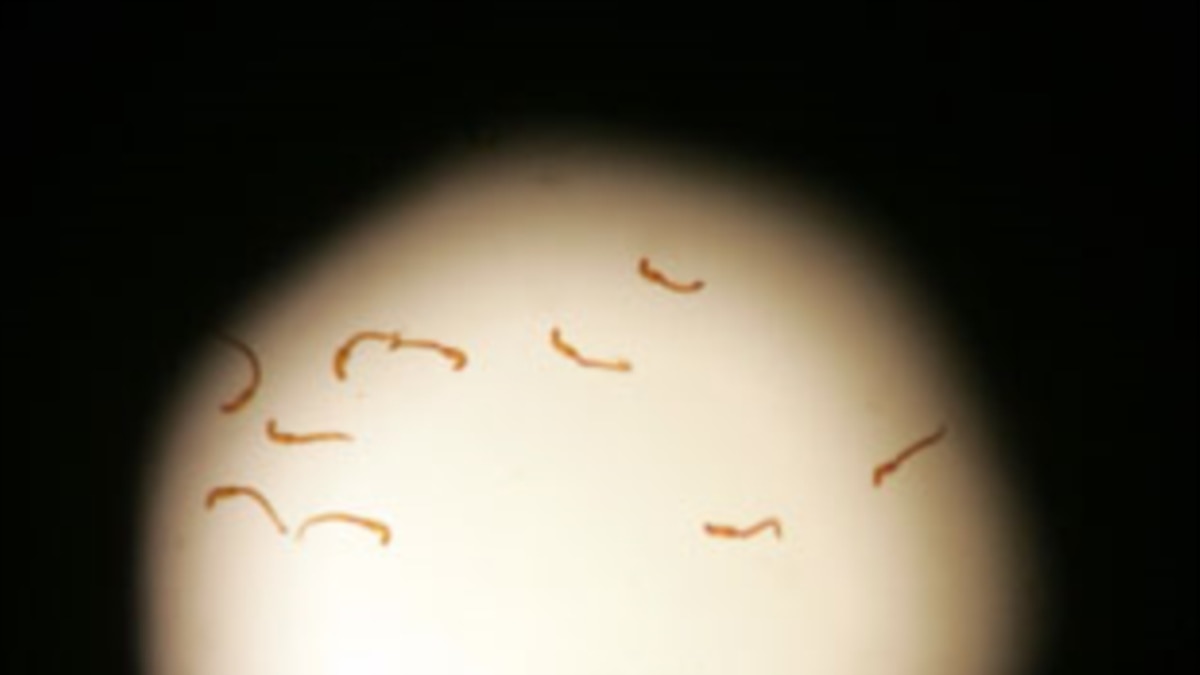 On Neglected Tropical Diseases