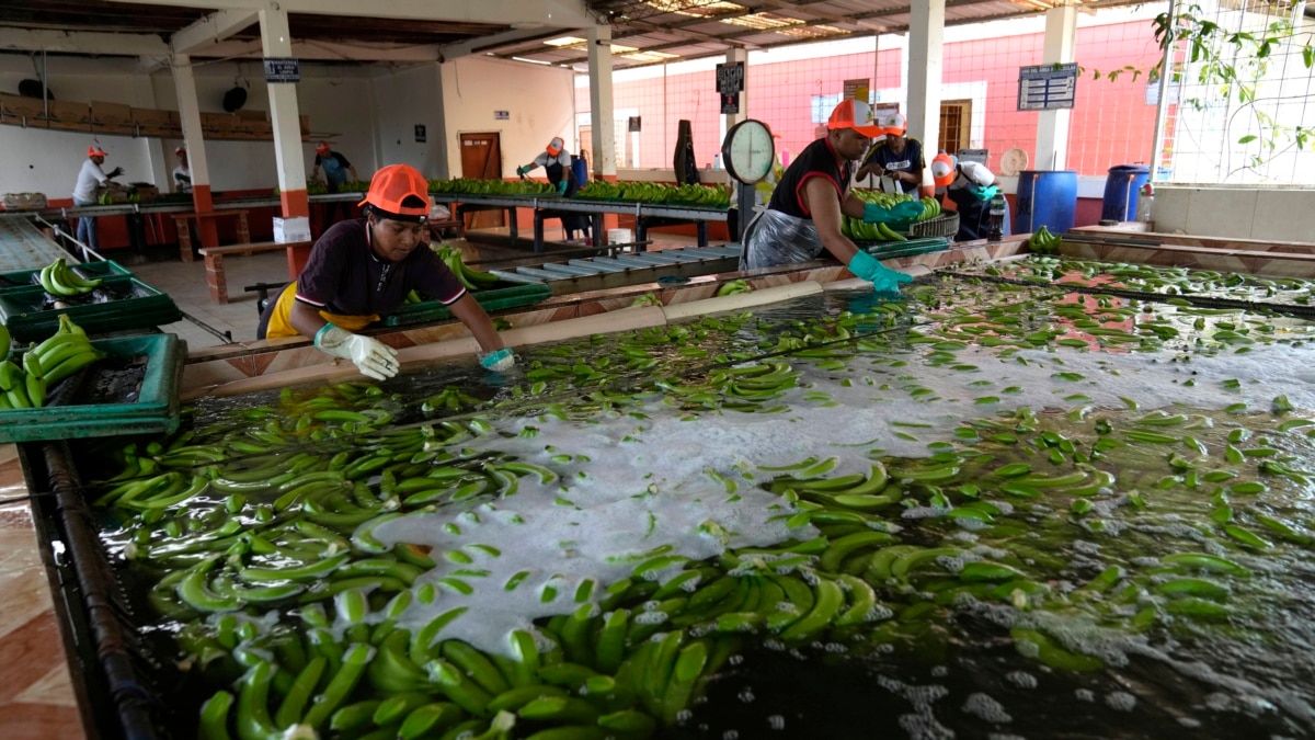 Cárteles explotan industria bananera de Ecuador para traficar cocaína
