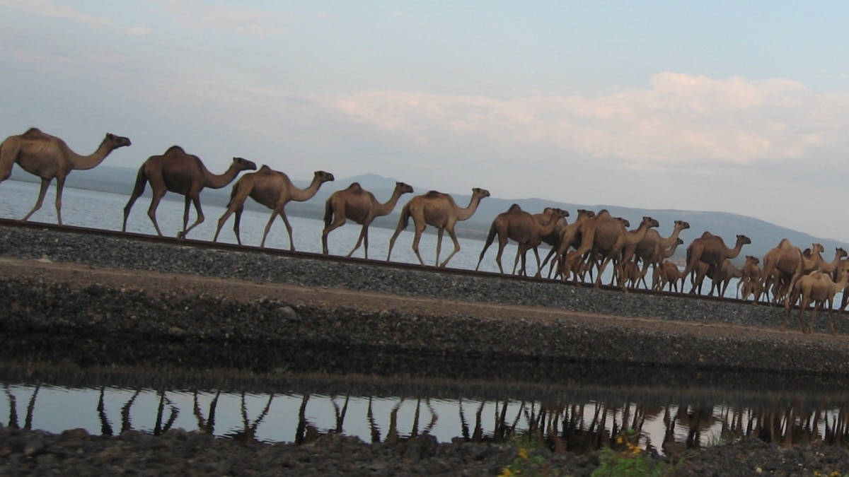 Oromoon Karrayyuu bisaan warshaa Mata-Haaraa,Nuuraa Heeraa irraa nutti ...