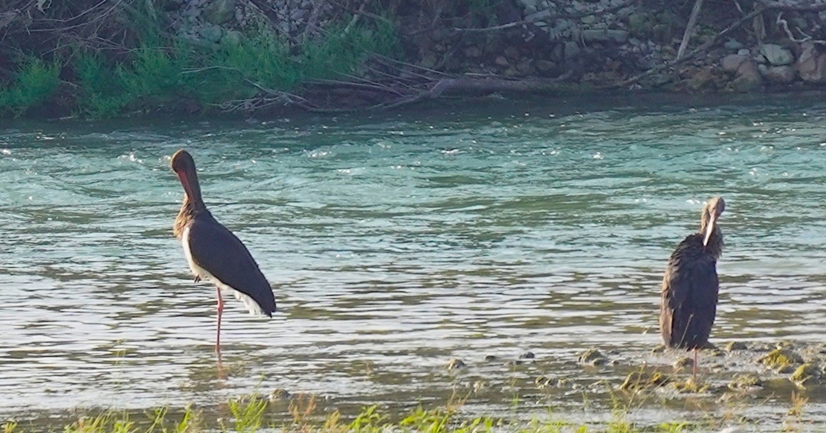 Ndryshimet e klimës sjellin dukuri të pazakonta për shpendët e ujit në ...