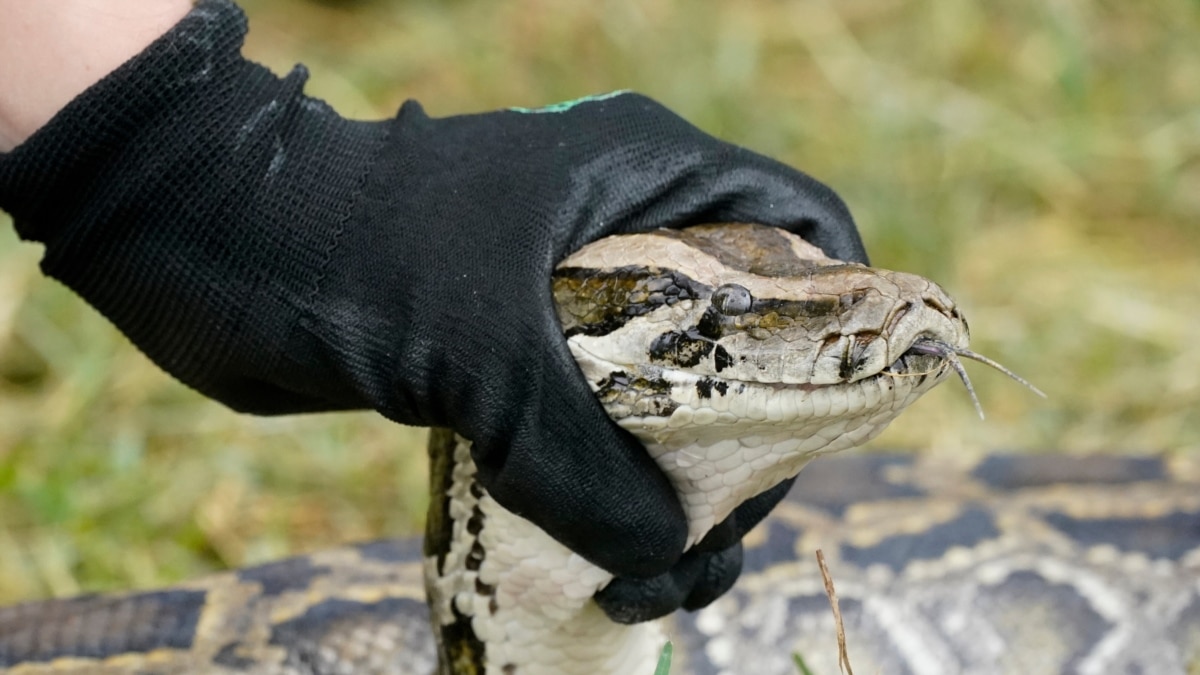 Hunt is on for Burmese Pythons, Florida Natives' Archenemy