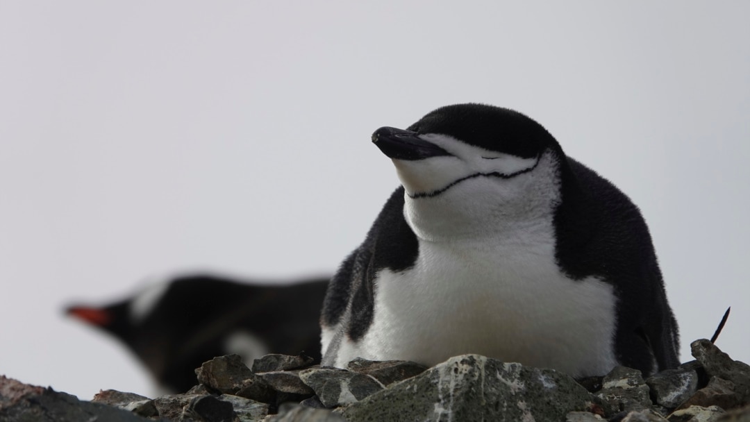 Penguins Learned Behaviors Humboldt Penguin | Columbus Zoo And