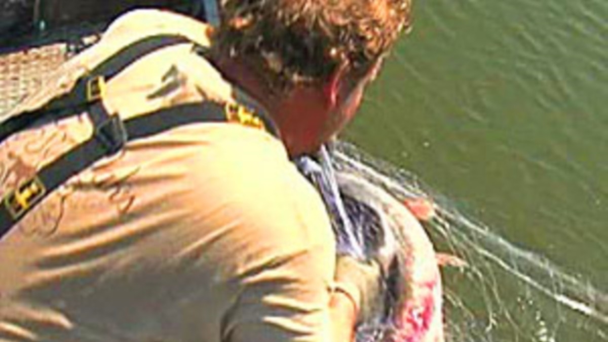 Invasive Asian Carp Harm Commercial Fishing Industry