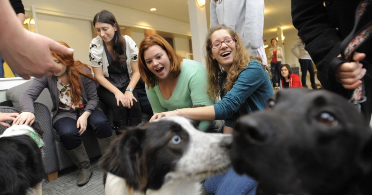 Colleges and Universities Say Yes to Pets