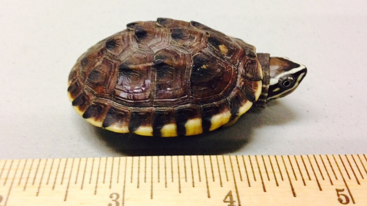 US Gives Canadian Turtle Smuggler 5 Years in Prison