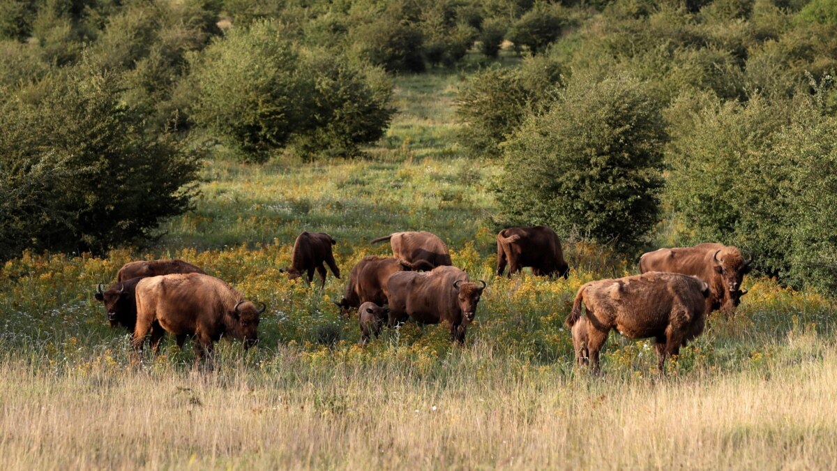 Large Animals Change the Land of a Former Military Base