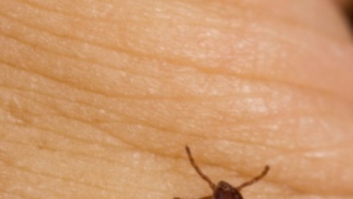 Más cerca de los insectos