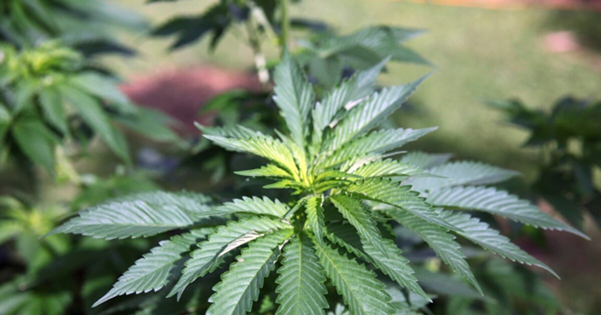 Hawaii Decides Again Not to Legalize Marijuana