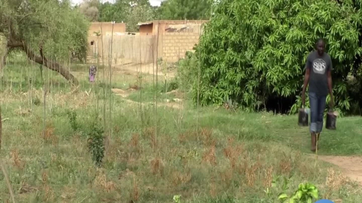 Nurturing Gao Trees, Niger’s Farmers Re-Green the Country