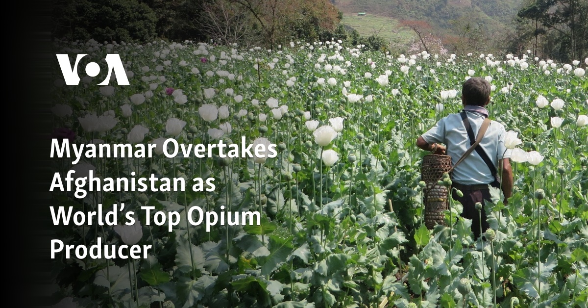 Myanmar Overtakes Afghanistan as World’s Top Opium Producer