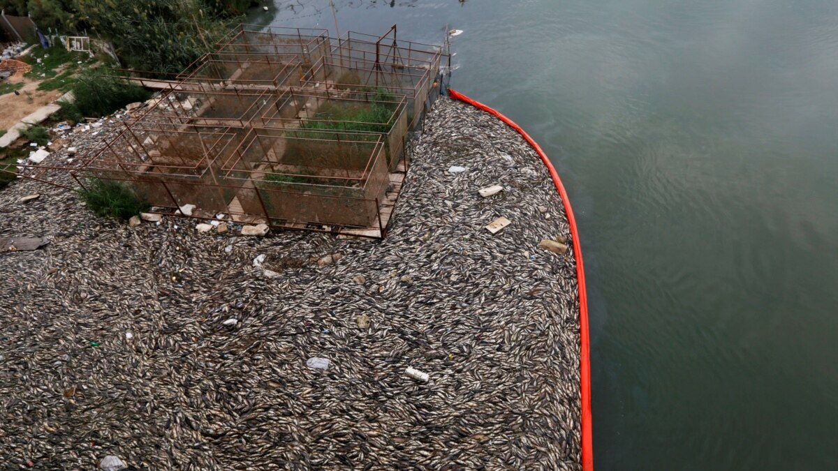 Iraq Fish Farmers Hit by Carp Deaths, Amid Fears Over Pollution