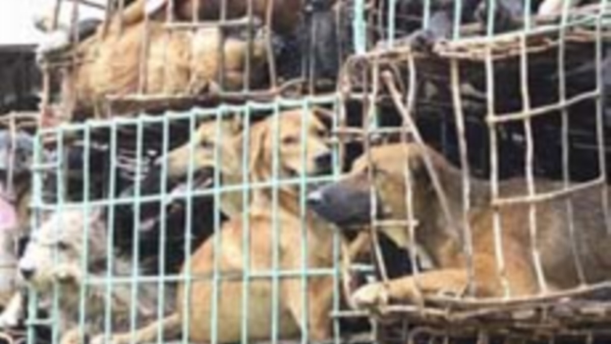 Pedigreed Pet or Party Food? Vietnam’s Taste for Canine on the Rise