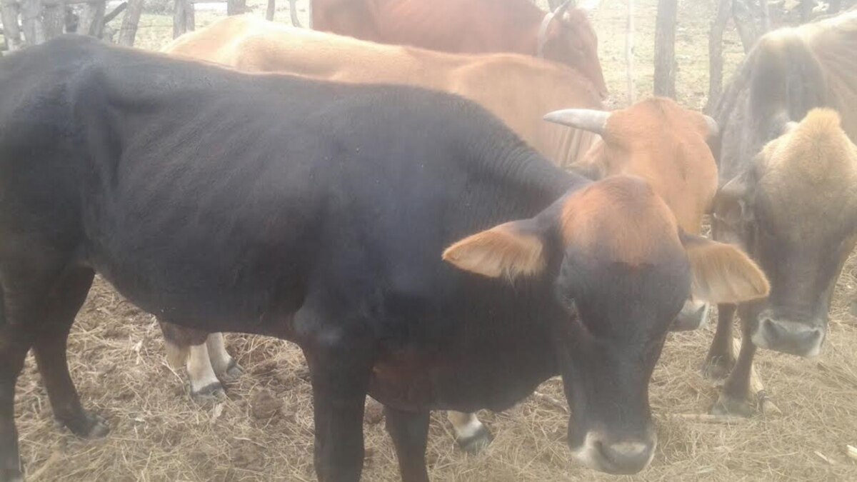 Uqhubekela Phambili Umkhuba Wokucola Amantombazana