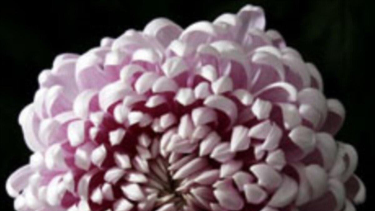 Really, It's OK to Pinch Mums