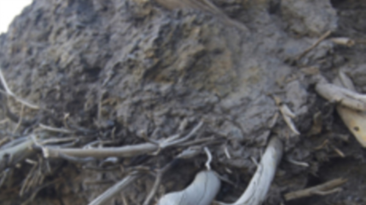 Mummified Forest Reveals Clues About Climate Change